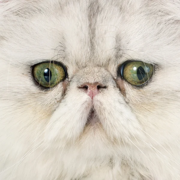 Angry Persian Cat — Stock Photo © rinderart #3846510