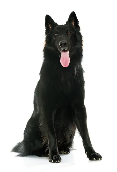 Groendal Stock Photos, Royalty Free Groendal Images | Depositphotos