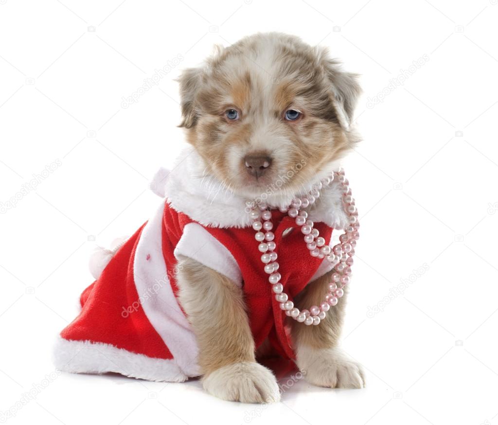 Dressed puppy australian shepherd — Stock Photo © cynoclub #95443836
