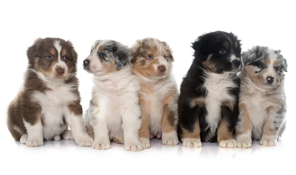 Puppies border collie Stock Photo by ©cynoclub 26075995