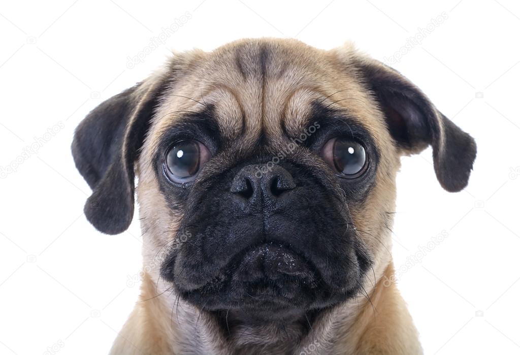 Perro Pug llorón: fotografía de stock © milinz #65010955 | Depositphotos