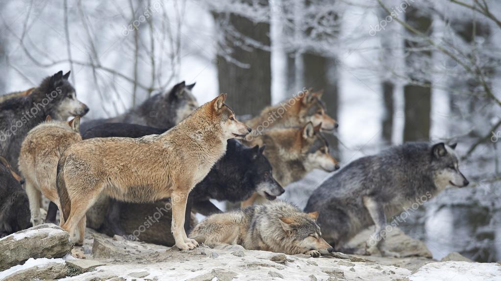 A Pack of wolves Stock Photo by ©michanolimit 97820830