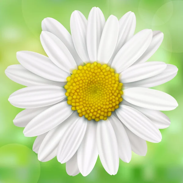 White daisy Vector Art Stock Images | Depositphotos