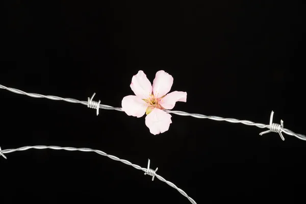Barbed wire flower Stock Photos, Royalty Free Barbed wire flower Images ...