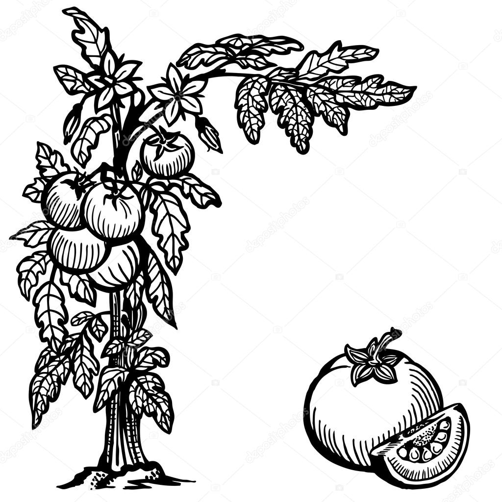 Tomato Plant Line Drawing
