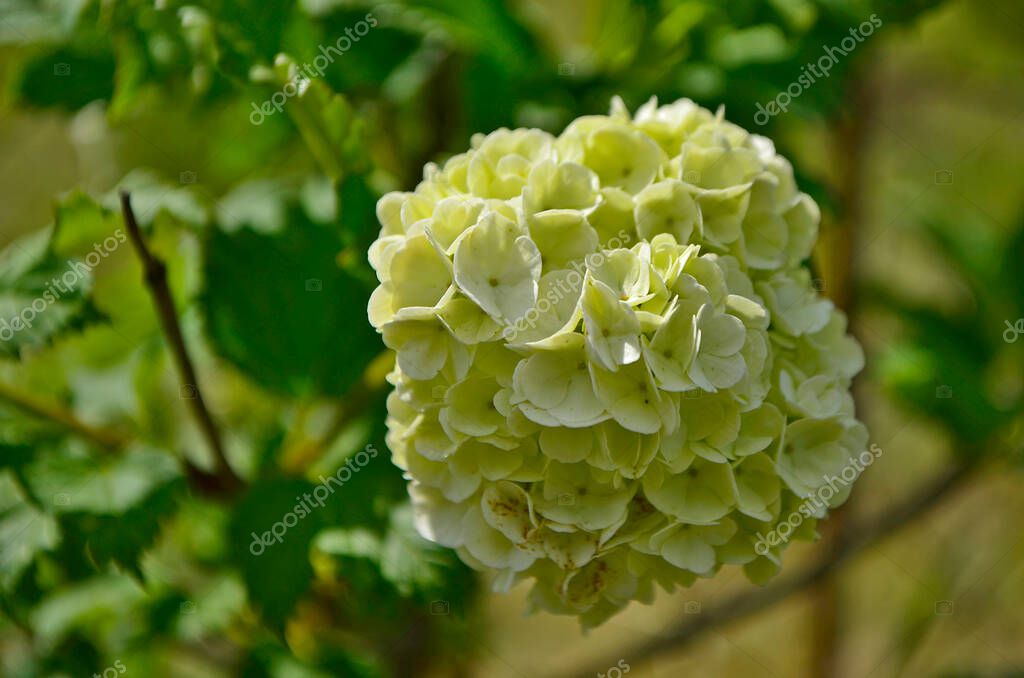 Hydrangea es un género de plantas con flores perteneciente a la familia ...