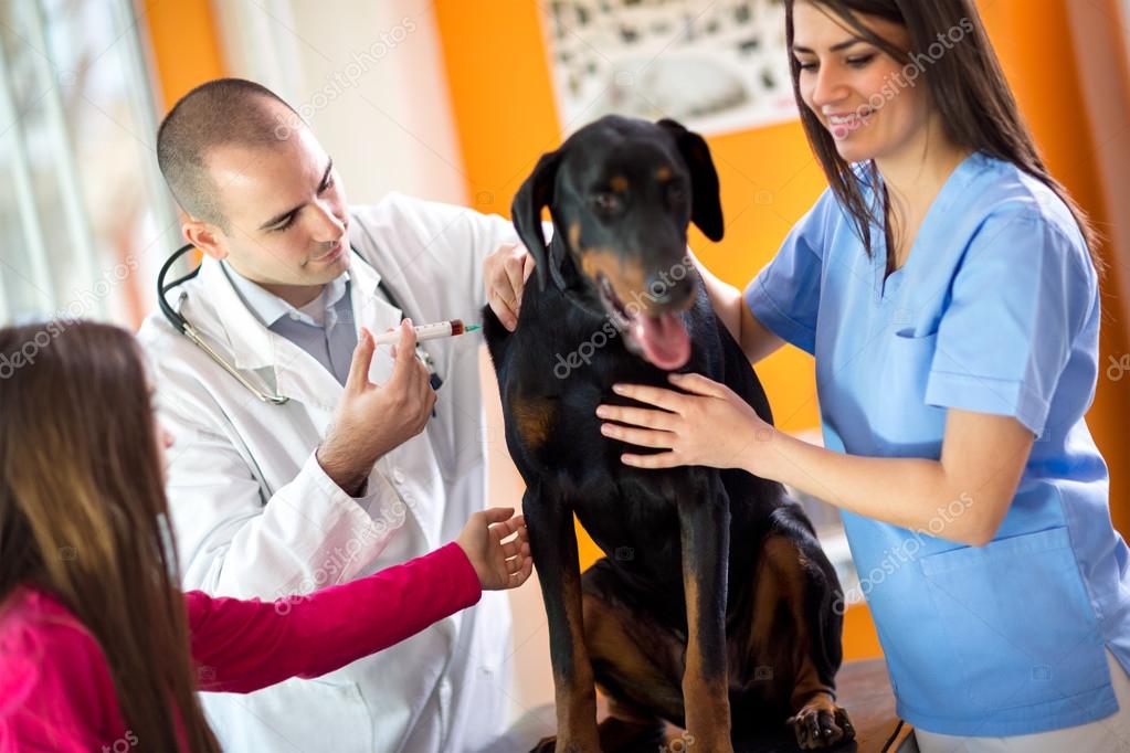 Veterinarians curing Great Done dog in vet clinic — Stock Photo ...