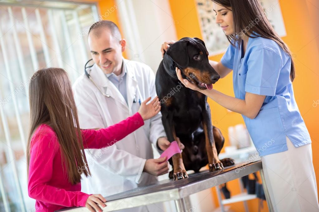 Girl with her pet Great Done dog bandaging his leg in veterinary ...