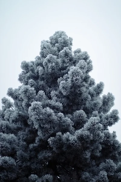 Frosted pine tree - Stock Image - Everypixel