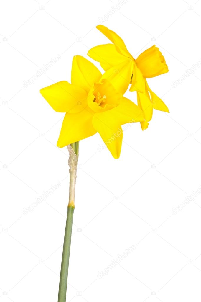 Two flowers and stem of a jonquil cultivar isolated on white — Stock ...