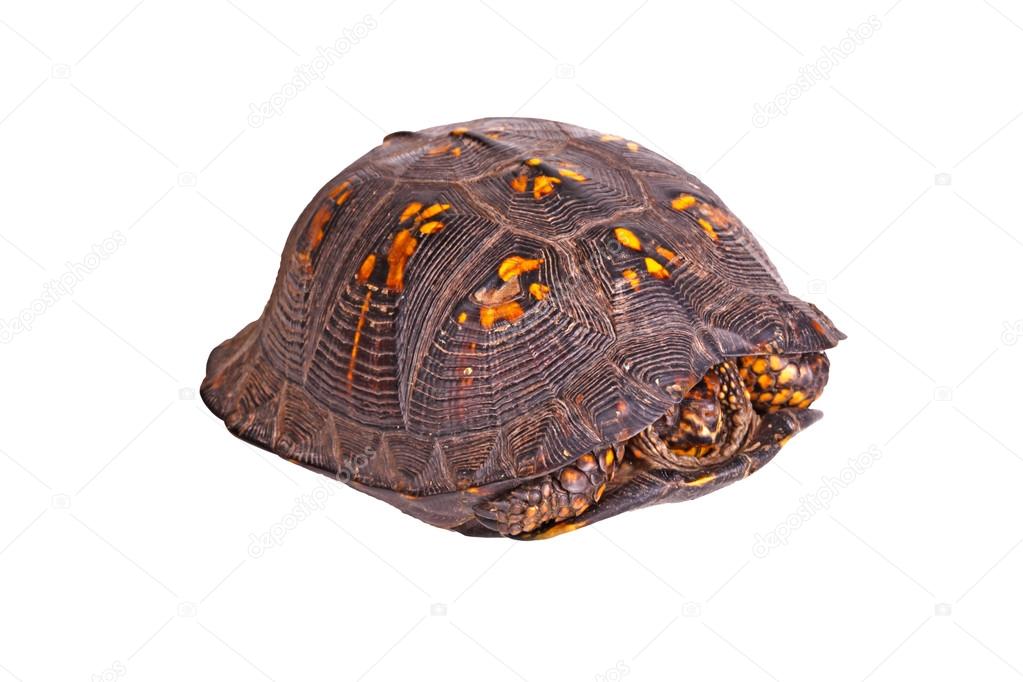 Male eastern box turtle (Terrapene carolina carolina) isolated o ...