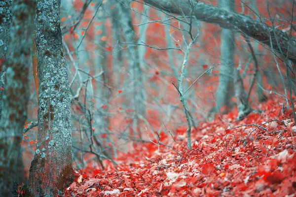 Red forest Stock Photos, Royalty Free Red forest Images | Depositphotos