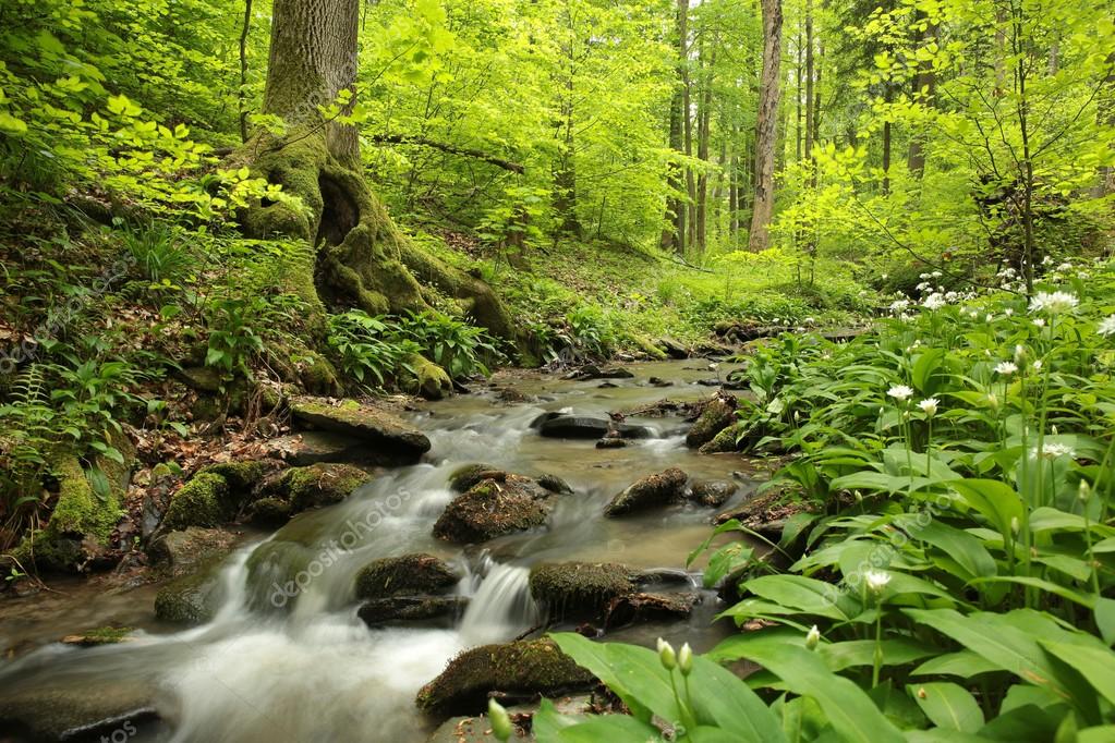 Temperate Deciduous Forest Spring