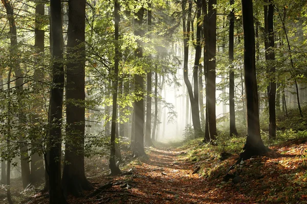 Sunlight falls into misty forest Stock Photo by ©nature78 2811174