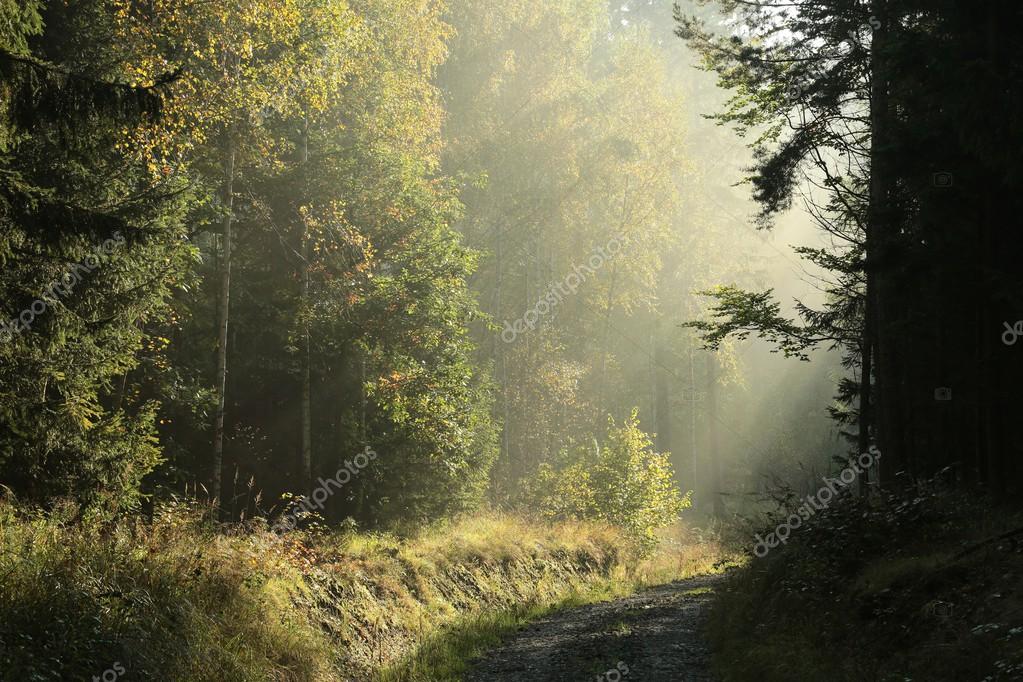 Dirt road through the forest — Stock Photo © nature78 #61138513
