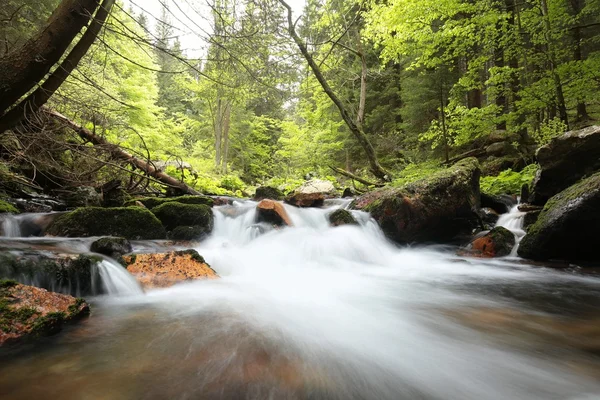 Forest stream - Stock Image - Everypixel