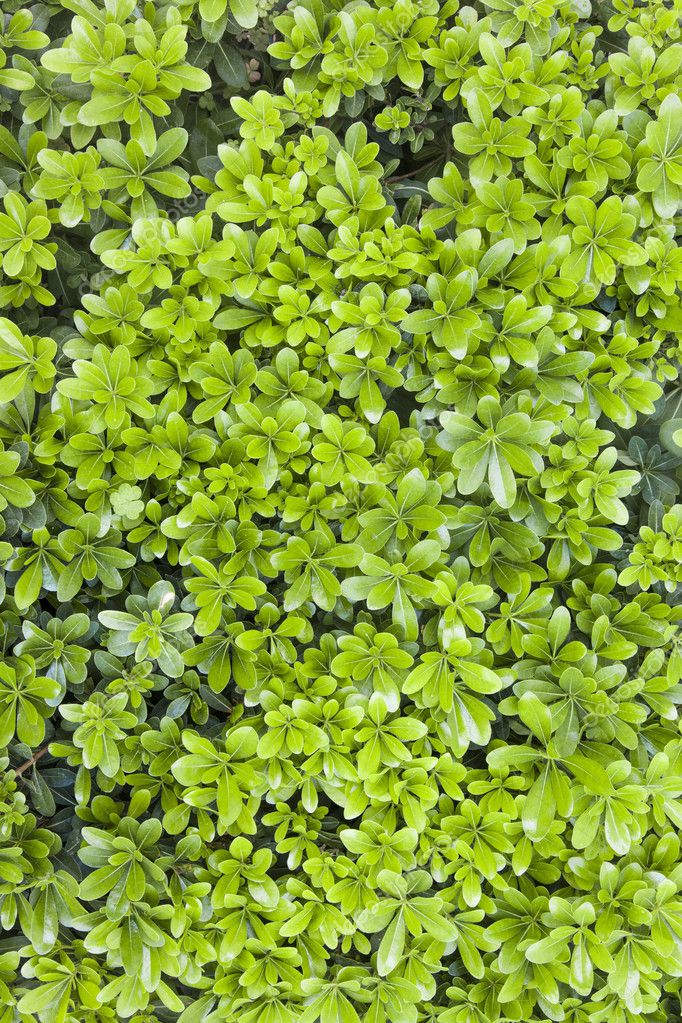 Natural green leaf texture Stock Photo by ©caesart 86596666