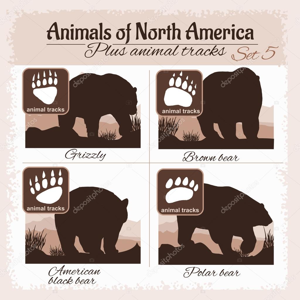 North America animals and animal tracks, footprints. Stock Vector Image ...