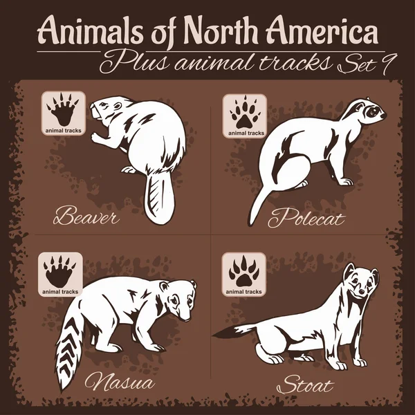 Tropy zwierząt bóbr Vector Art Stock Images | Depositphotos