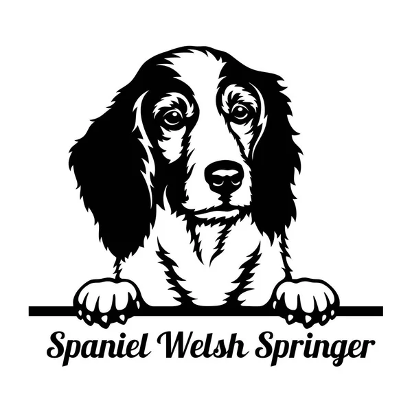 Springer spaniel head, Royalty-free Springer spaniel head Vector Images ...