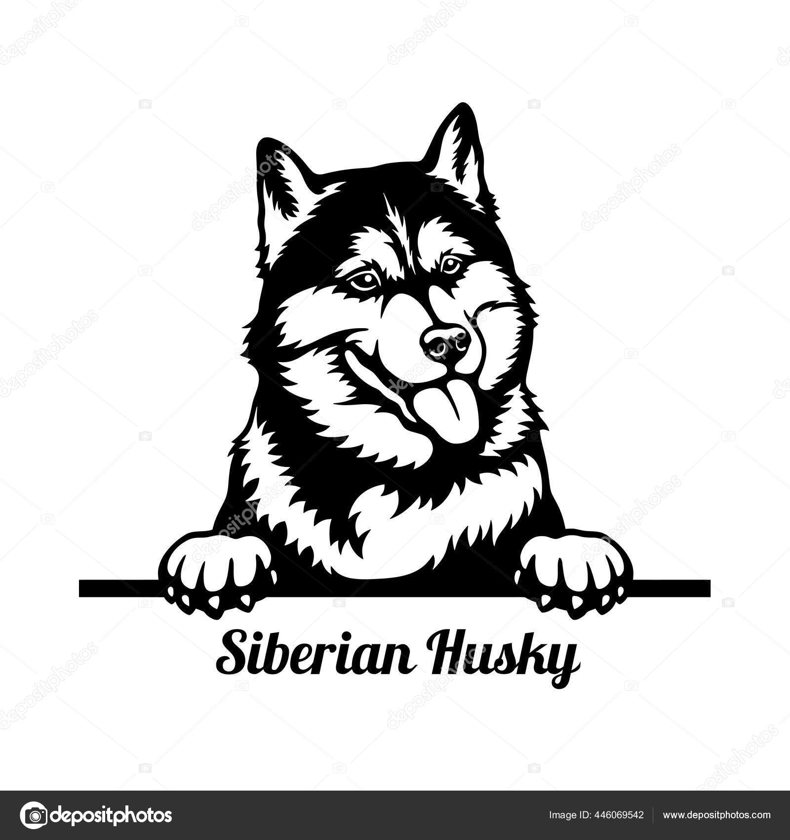 Siberian Husky Peeking Dog - head isolated on white Stock Vector Image ...