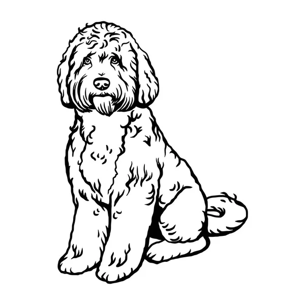 How To Draw A Labradoodle Coloring Page Trace Drawing - vrogue.co
