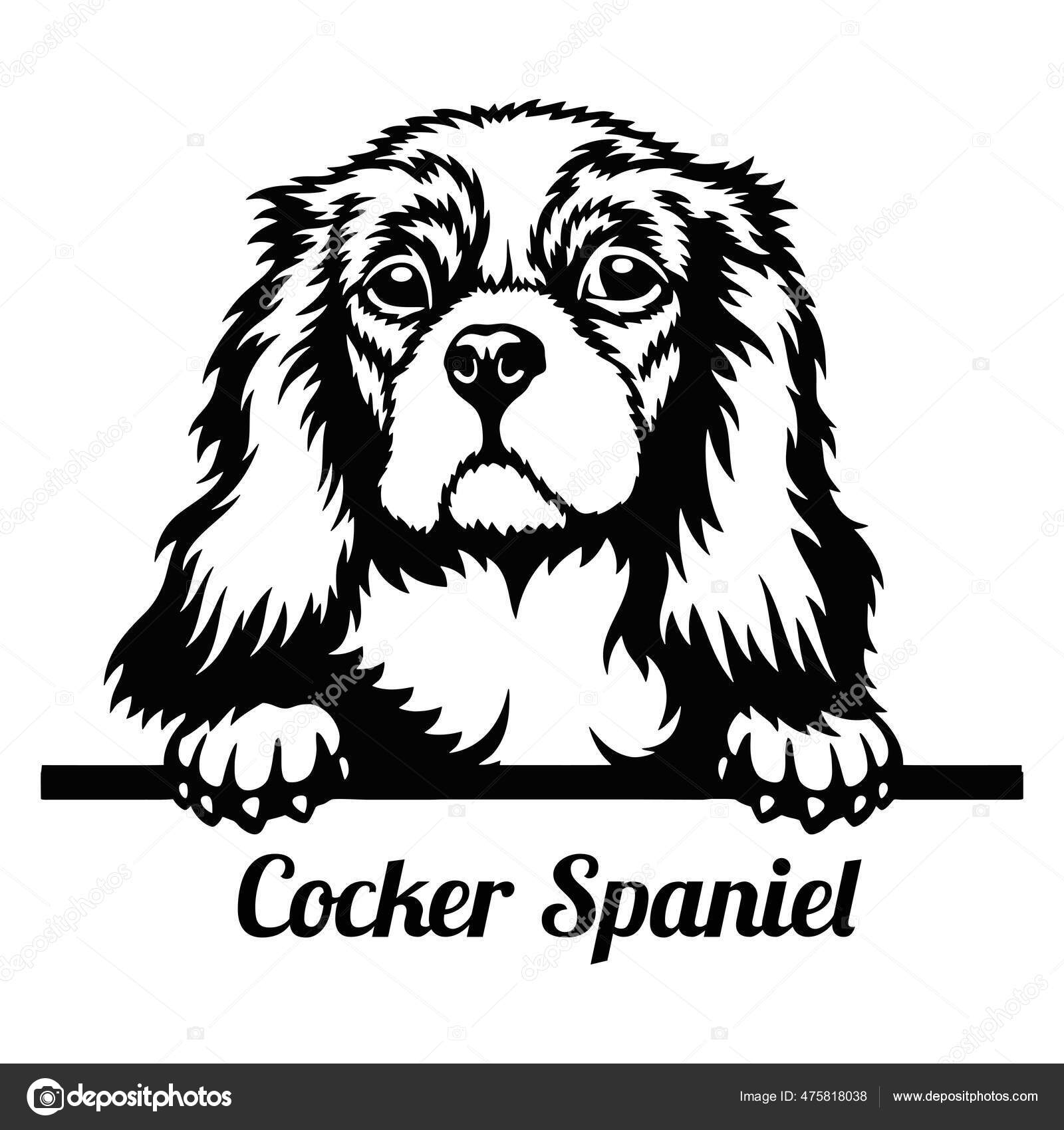 Cocker Spaniel Peeking Dog - head isolated on white Stock Vector Image ...