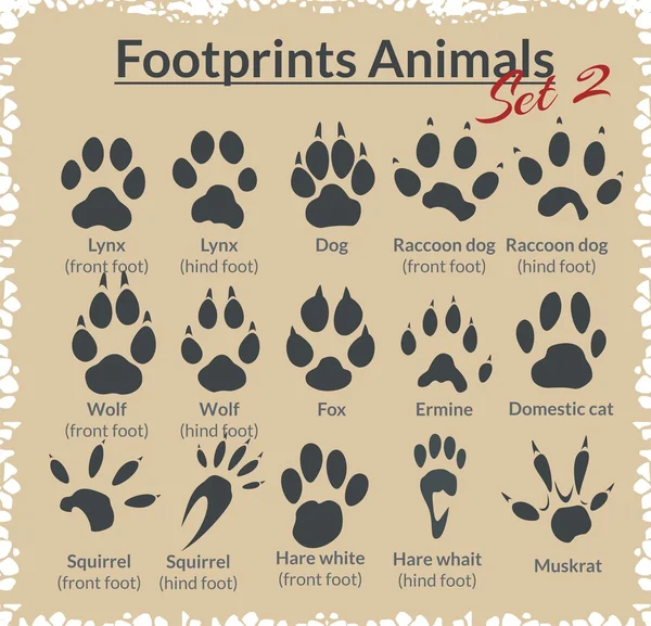 Animals Footprints Paw Prints Set Different Animals Birds Footprints Traces Stock Vector Image ...