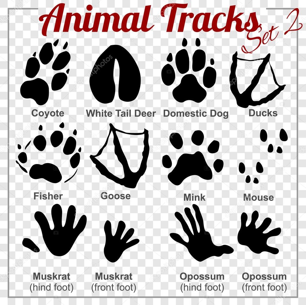 Animals Tracks - vector set, — Stock Vector © Digital-Clipart #79473182