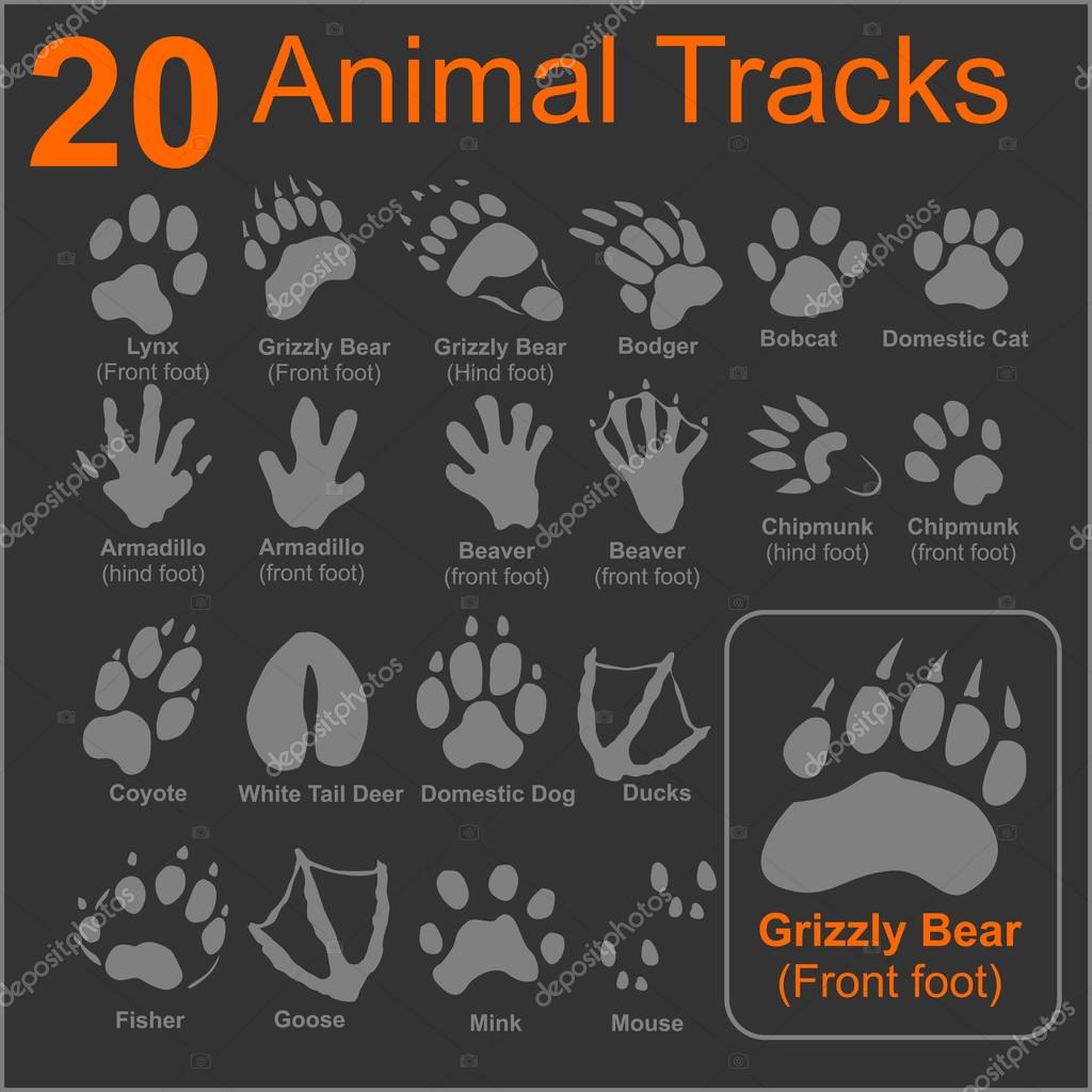 Animals Tracks - vector set Stock Vector by ©Digital-Clipart 85310754