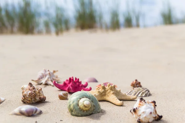 Sea beach scattered variety sea shells Stock Photo by ©Yotka 155738244