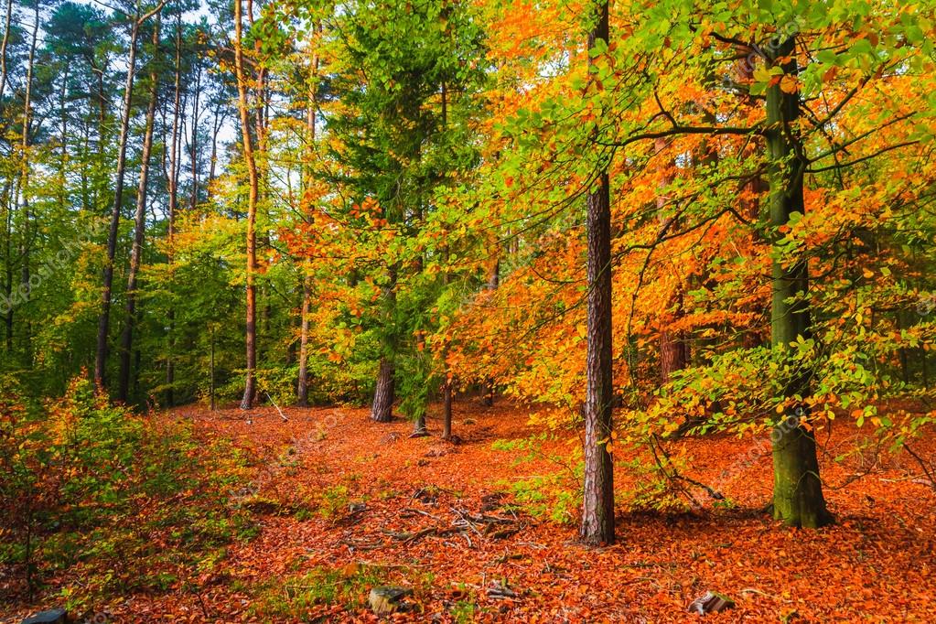 Profundidades otoñales árboles forestales hojas coloridas 2022