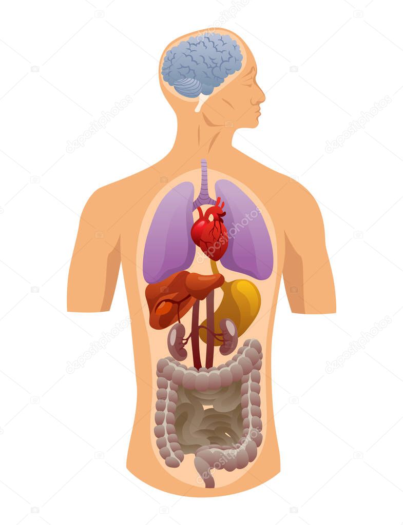 Órganos internos del cuerpo humano. Gráficos de información médica ...