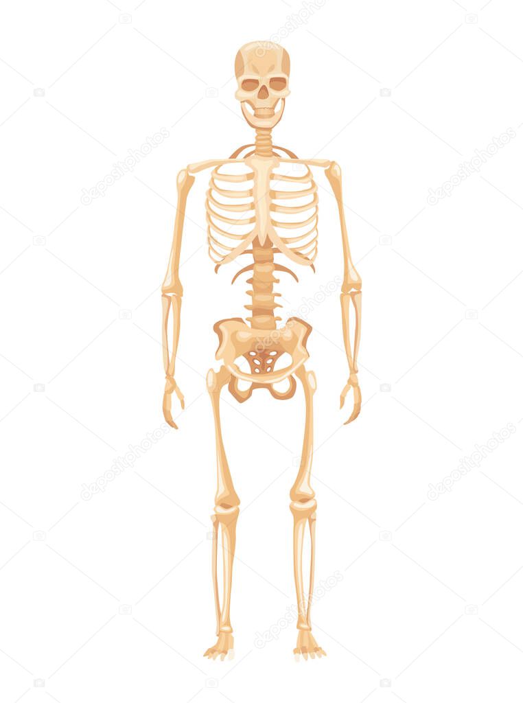 Beyaz arka planda iskelet insan anatomisi. Ön manzara. Eğitim posteri ...