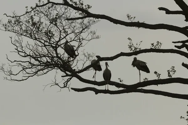 Trees Black And White With Birds