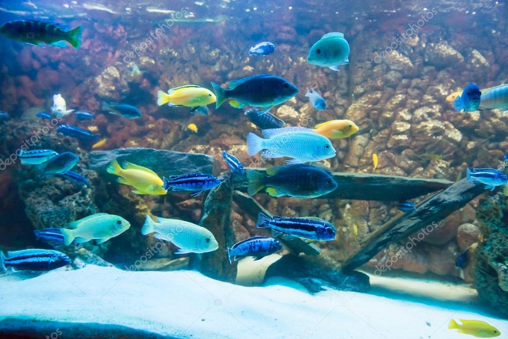 Group of cichlids Stock Photo by ©antos777 111420222
