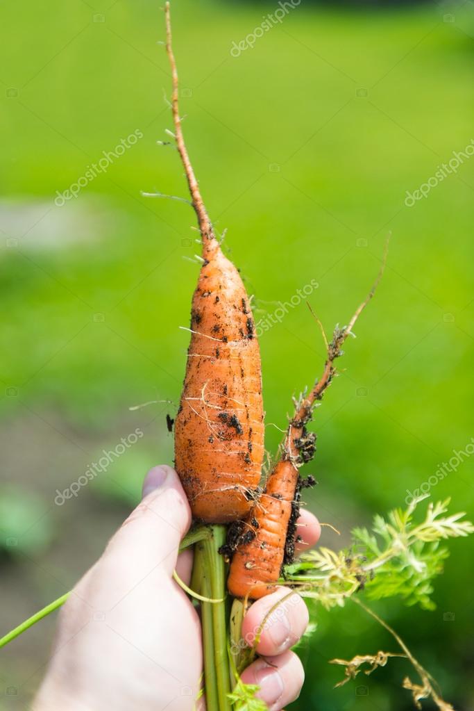 Carrot Daucus carota L. Stock Photo by ©antos777 80157340