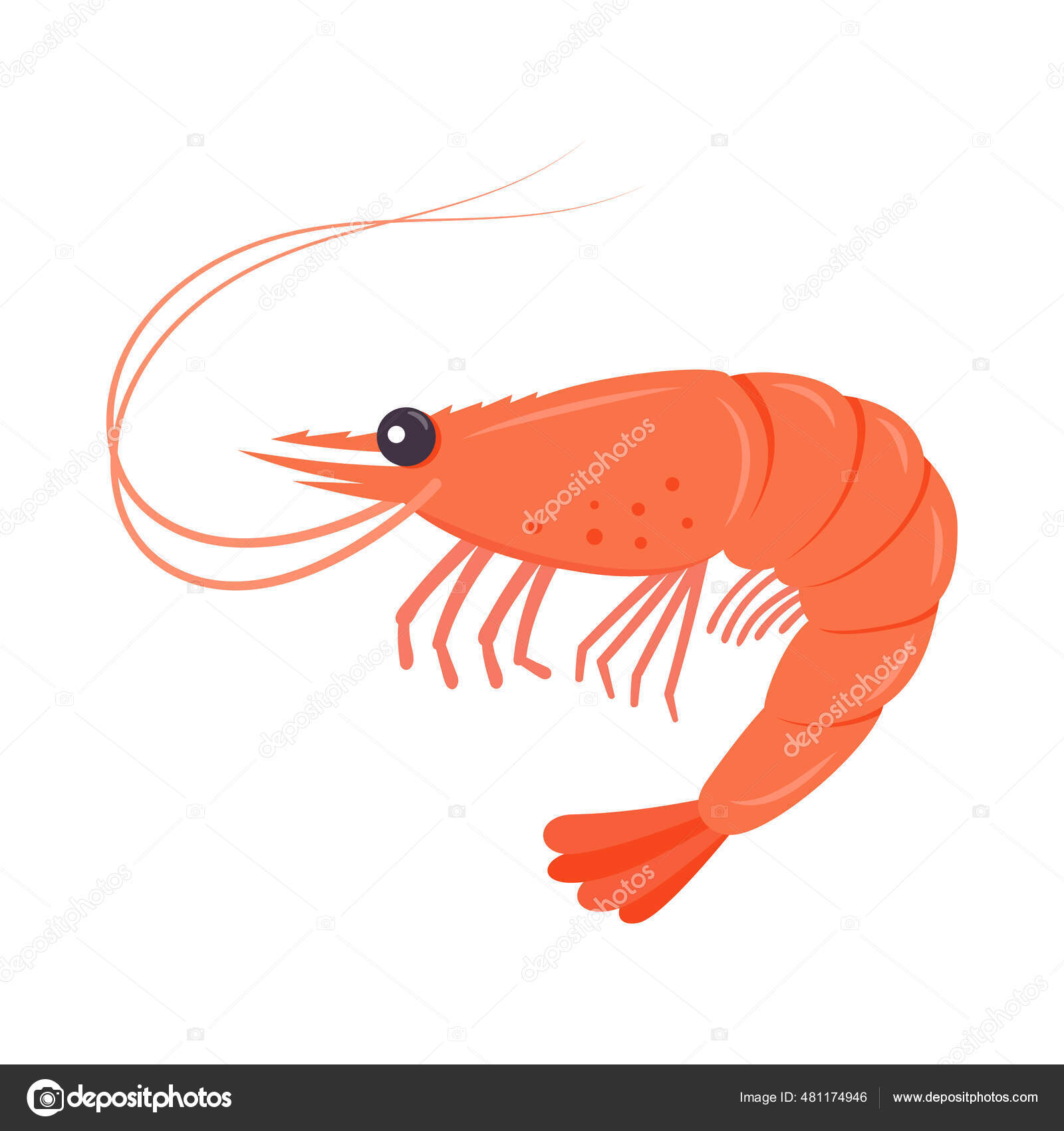 Boiled Shrimp Tiger Prawns Isolated White Background Vector ...