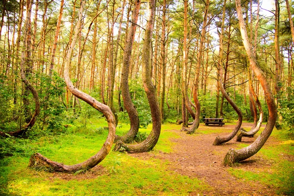 Mysterious curved forest near Gryfino Poland Stock Photo by ©seawhisper ...