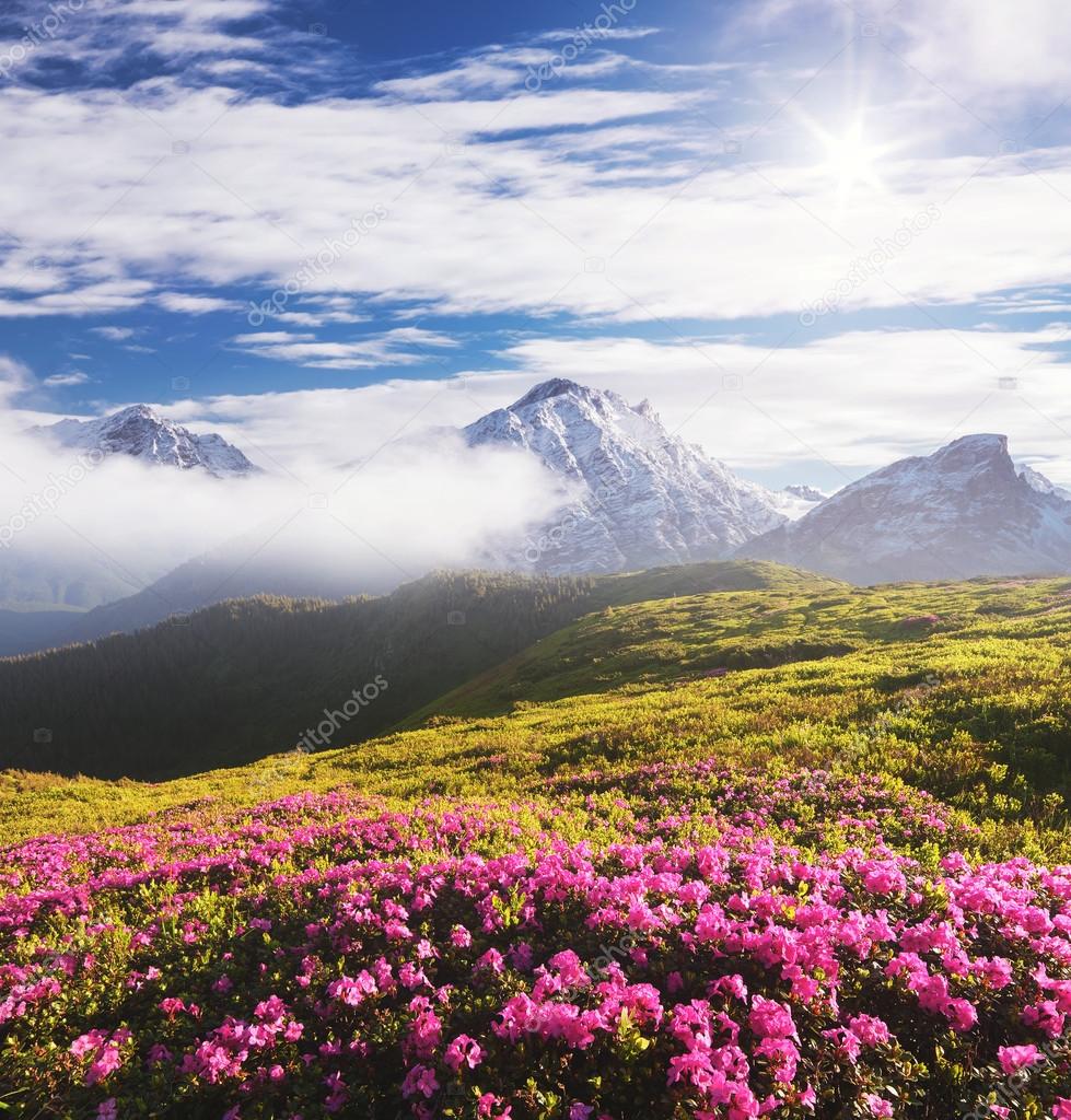 Summer Landscape Flowers