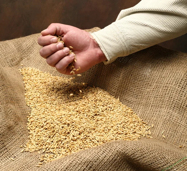Wheat sowing seed — Stock Photo © AlexKosev #100287248