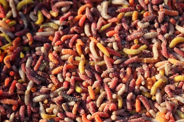 ᐈ Grub stock images, Royalty Free grub photos | download on Depositphotos®