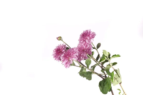 Медицина цветок Stock Photos, Royalty Free Медицина цветок Images | Depositphotos