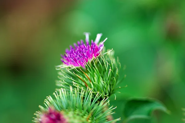 Scottish thistle Stock Photos, Royalty Free Scottish thistle Images ...
