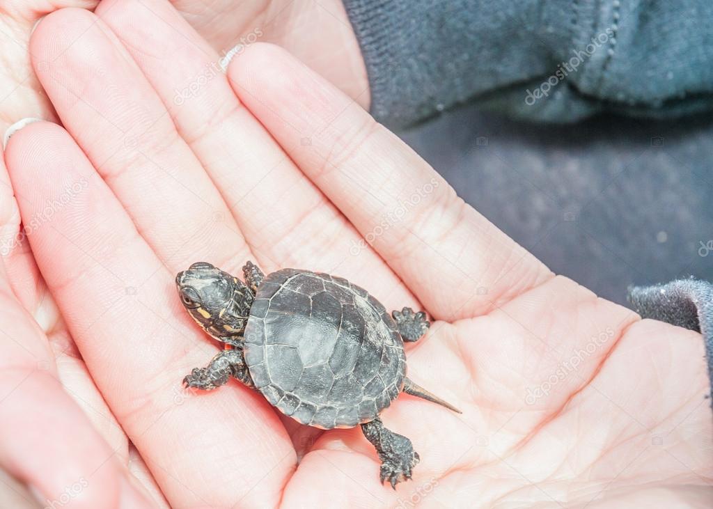 Cute Baby Painted Turtle