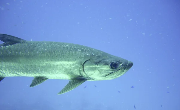 Tarpon Stock Photos, Royalty Free Tarpon Images | Depositphotos