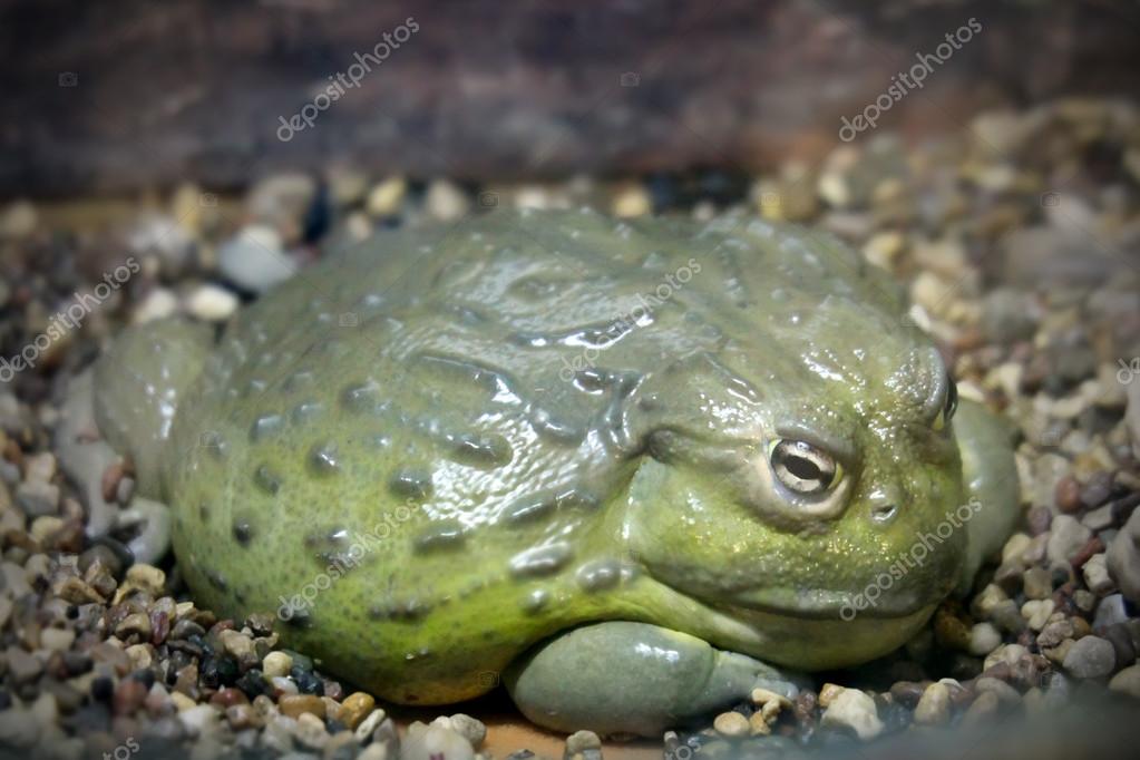 African bullfrog (Pyxicephalus adspersus) — Stock Photo © geniuslady ...