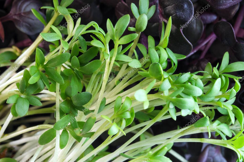 Brotes de microverduras vivas en crecimiento de berro y rábano púrpura ...
