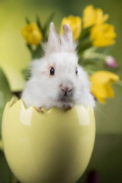 Fat easter bunny Stock Photos, Royalty Free Fat easter bunny Images ...