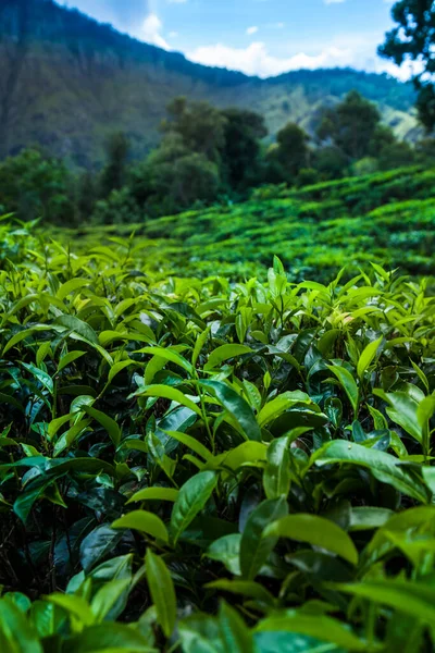Asia tea Images - Search Images on Everypixel